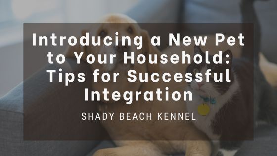 Introducing A New Pet To Your Household: Tips For Successful ...